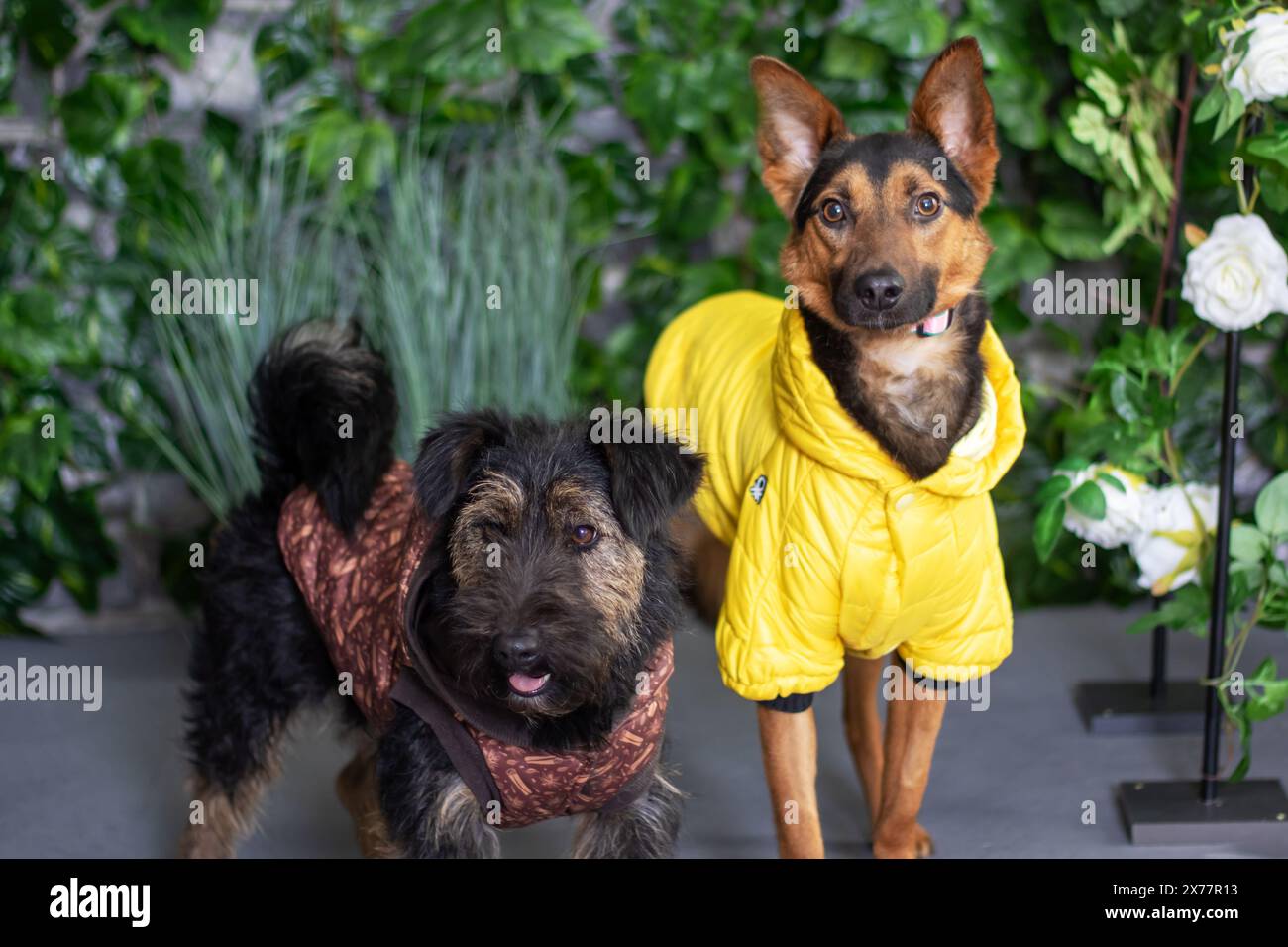Two Old German Shepherd dogs wearing yellow jackets are standing side ...