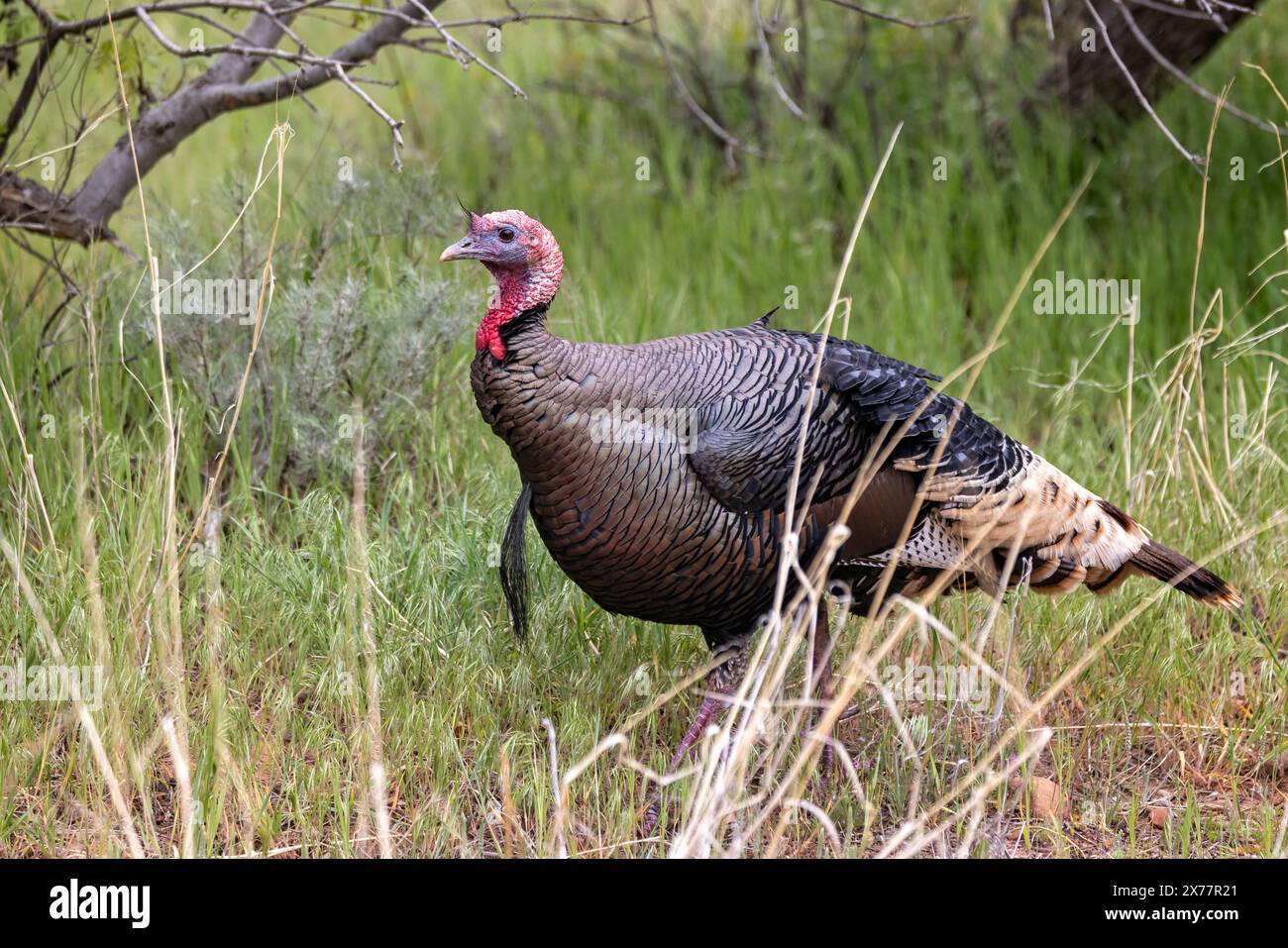 Close up of a wild Turkey on the sand bench trail in Zion National Park ...