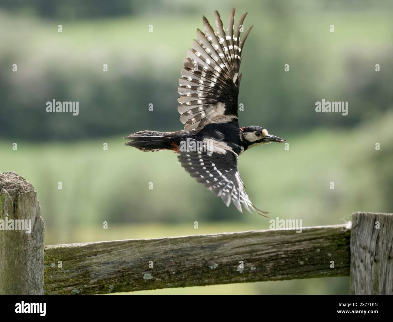 Great-spotted woodpecker, Dendrocopos major, single male in flight ...