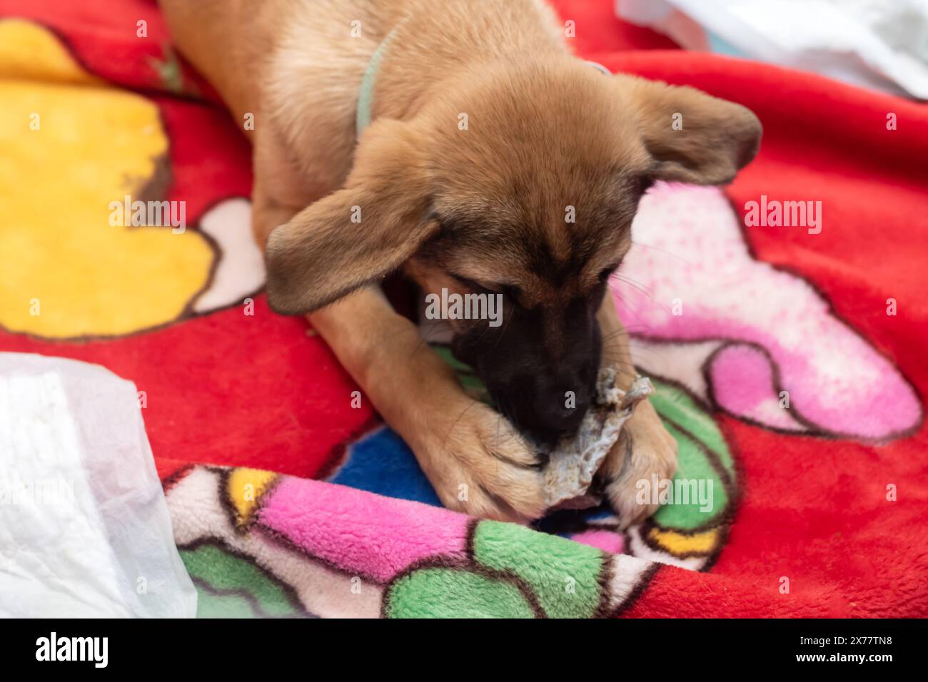 A fawncolored carnivorous terrestrial animal, a companion dog breed ...