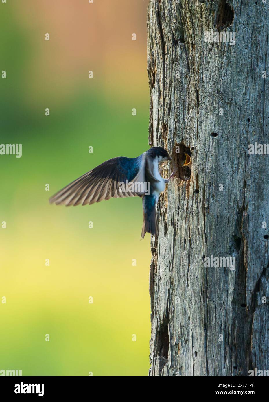 Tree swallow / bird close-up Stock Photo - Alamy