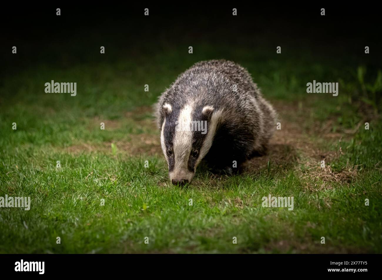 A European Badger ( Meles meles) looking for food on grass at night ...