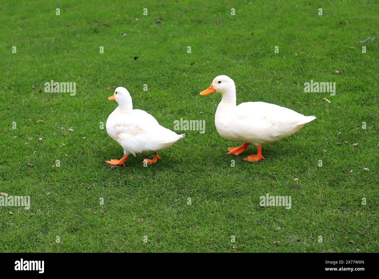 A family of fluffy Peking white ducks walk on green lawn in spring ...