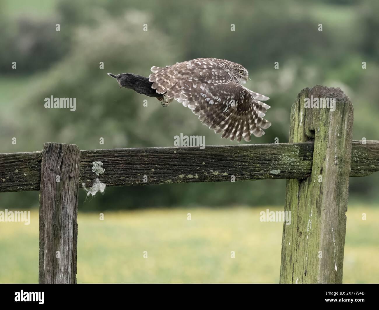 Little owl, Athene noctua, single bird in flight with mole ...