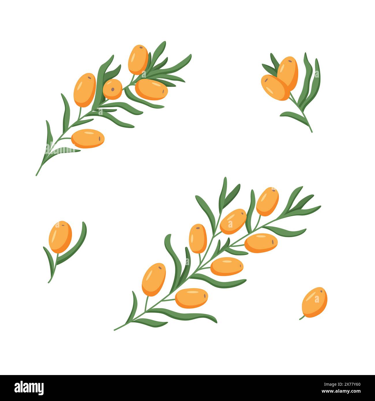 Set of sea buckthorn branches. Vector illustration of a healing edible ...