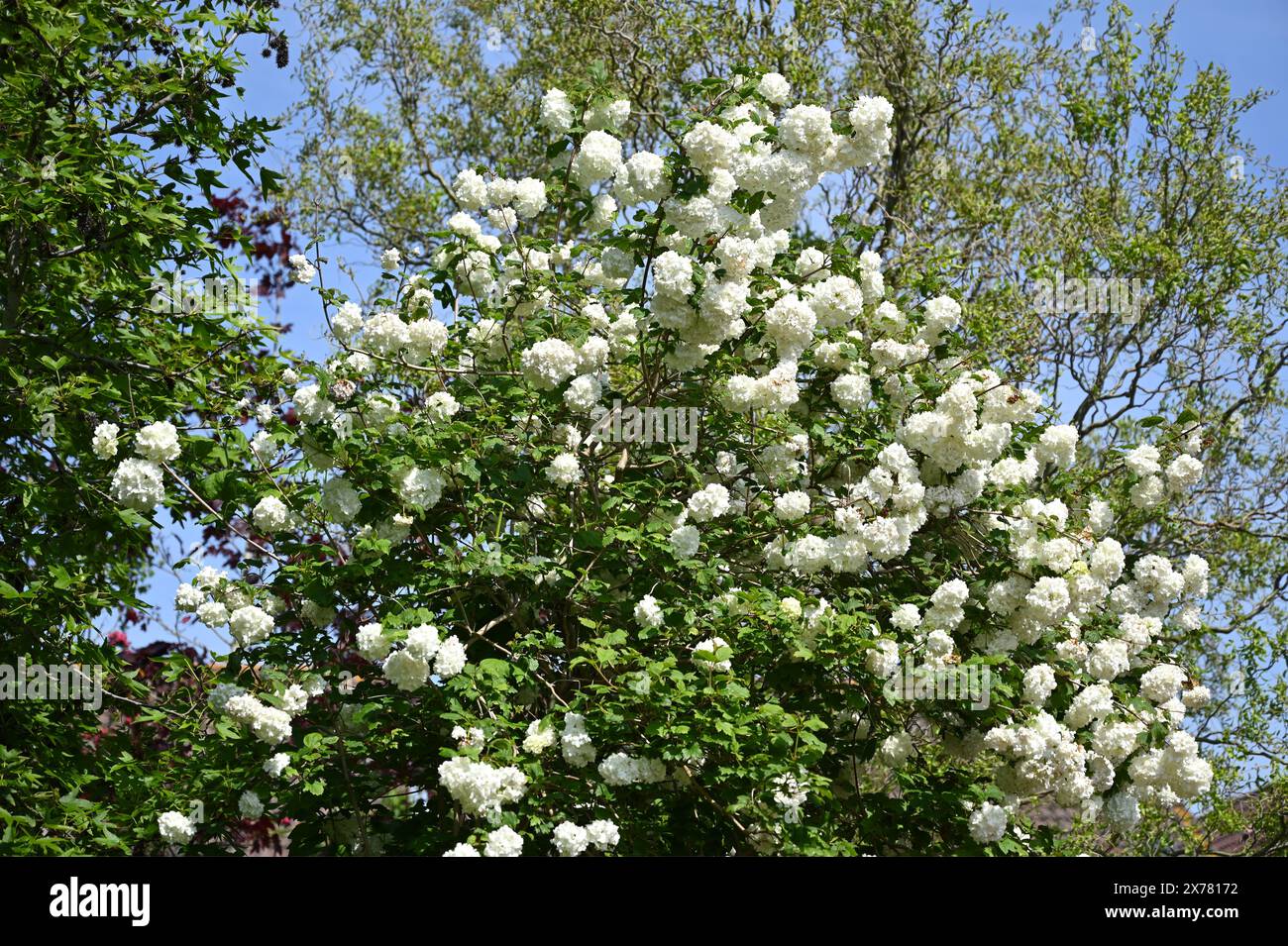 White spring flowers of snowball tree, Viburnum opulus 'Roseum' growing ...