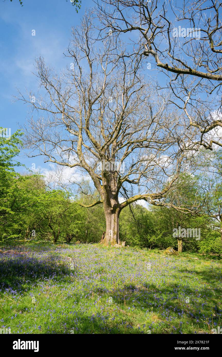 Diseased ash tree suffering from ash dieback disease surrounded by ...