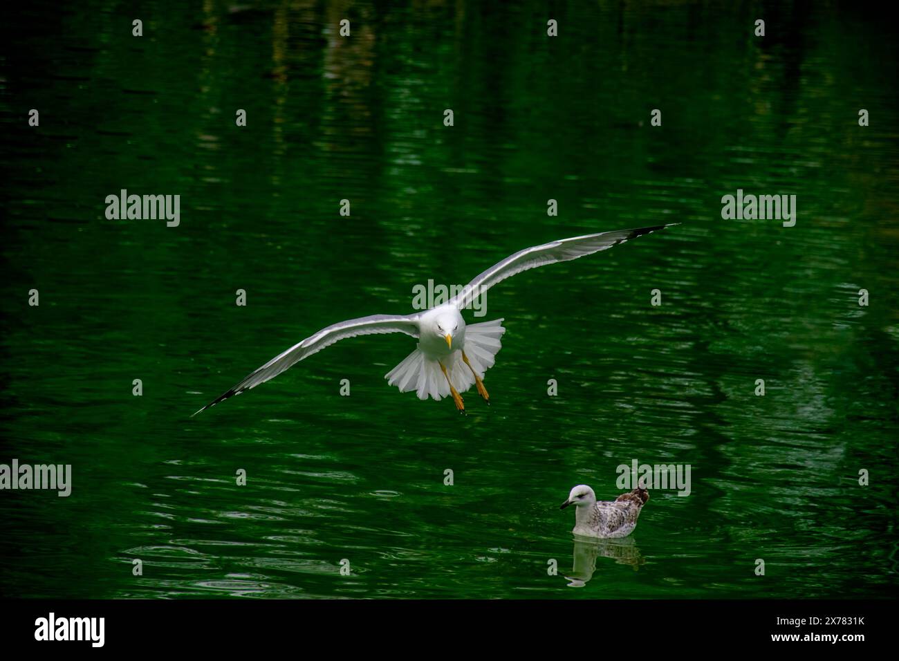 Seagull flying over the lake. Seagulls playing in the sea, taking off ...