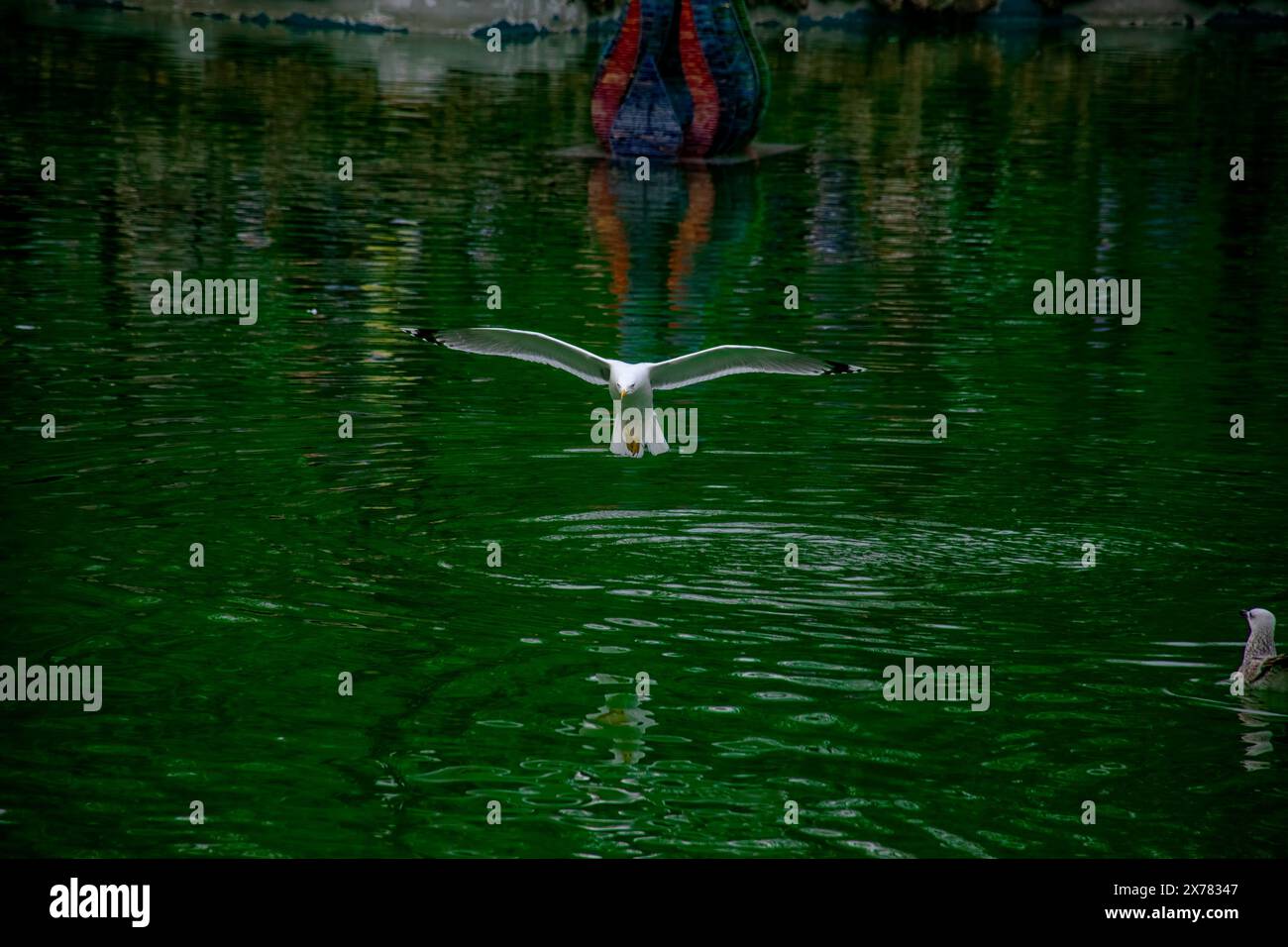 Seagull flying over the lake. Seagulls playing in the sea, taking off ...