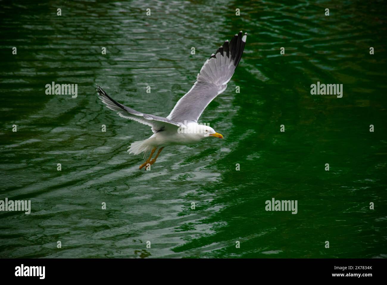 Seagull flying over the lake. Seagulls playing in the sea, taking off ...