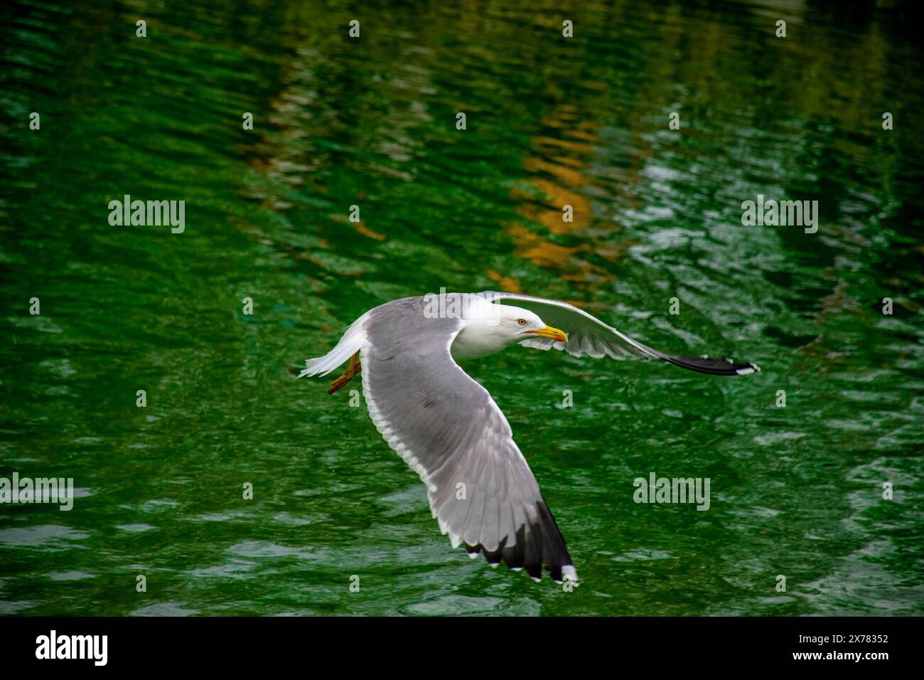 Seagull flying over the lake. Seagulls playing in the sea, taking off ...