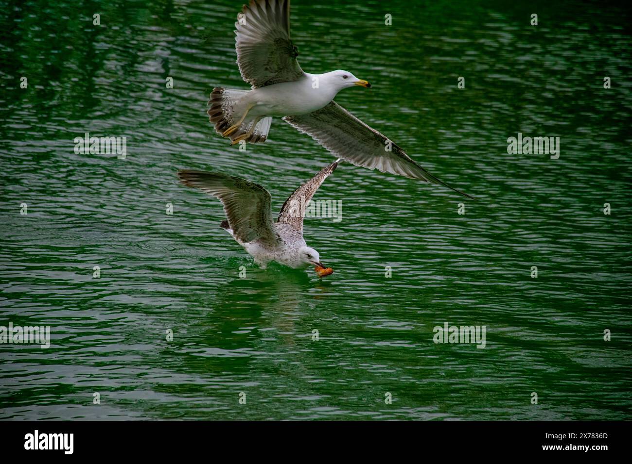 Seagull flying over the lake. Seagulls playing in the sea, taking off ...