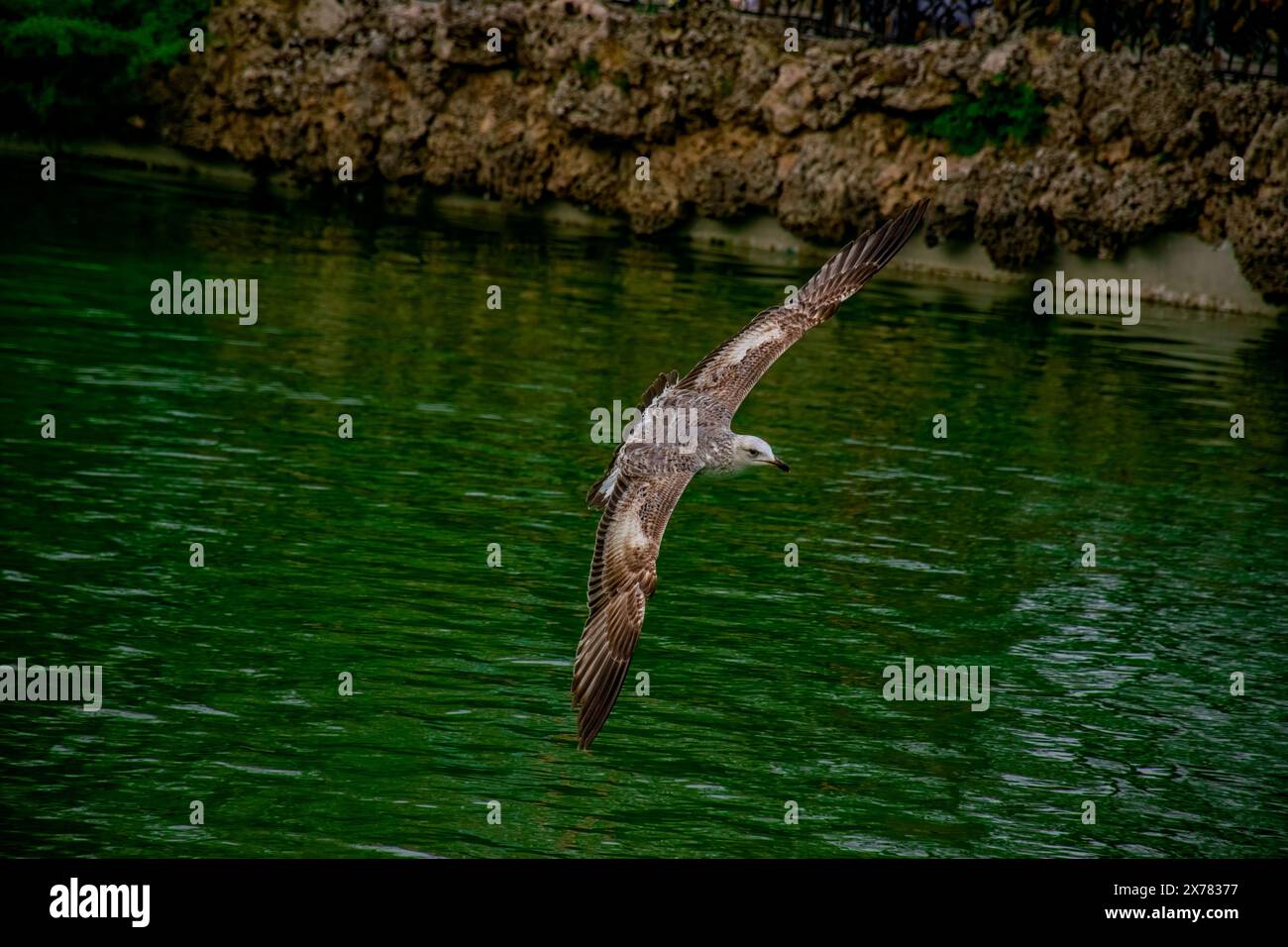 Seagull flying over the lake. Seagulls playing in the sea, taking off ...