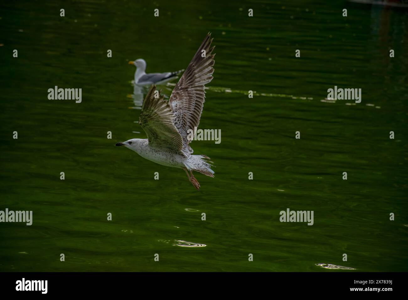 Seagull flying over the lake. Seagulls playing in the sea, taking off ...