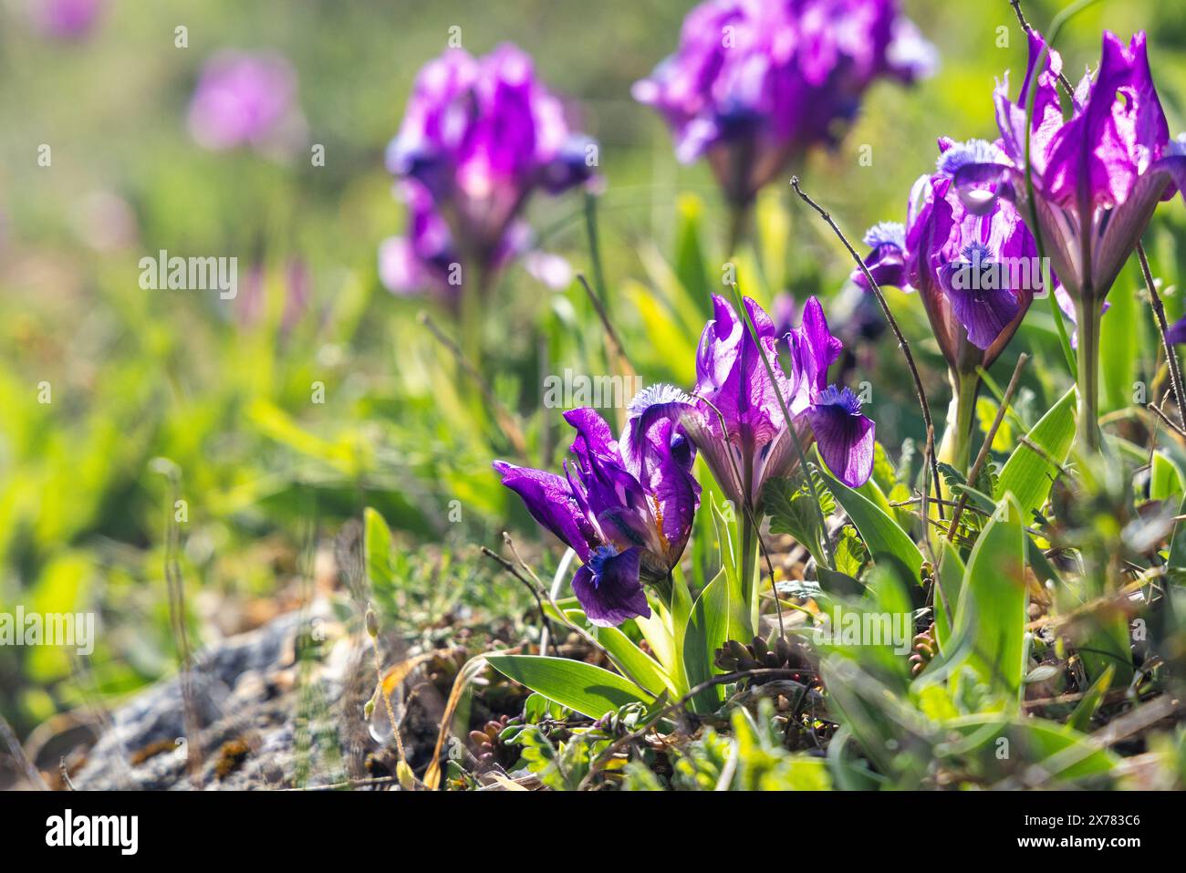 Purple flowers bloom amidst the grass, creating a natural landscape ...