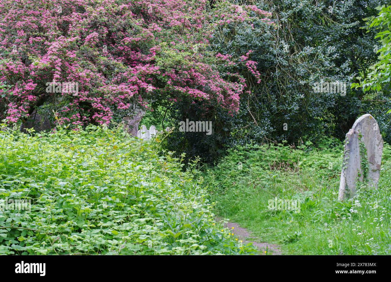 Southampton Old Cemetery in spring Stock Photo - Alamy