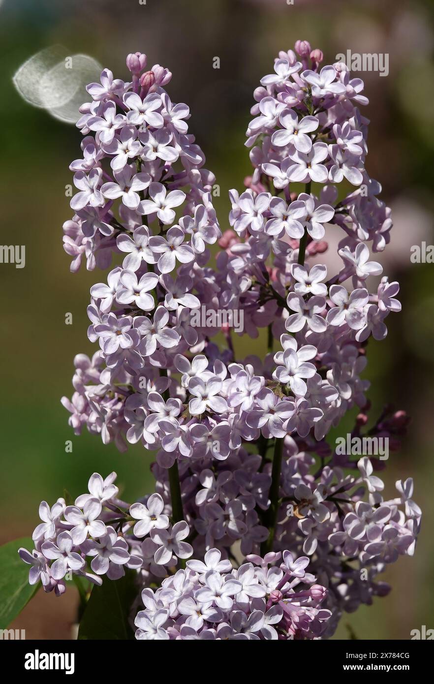 Lilac in the spring during the flowering period, lilac trees bloom with ...