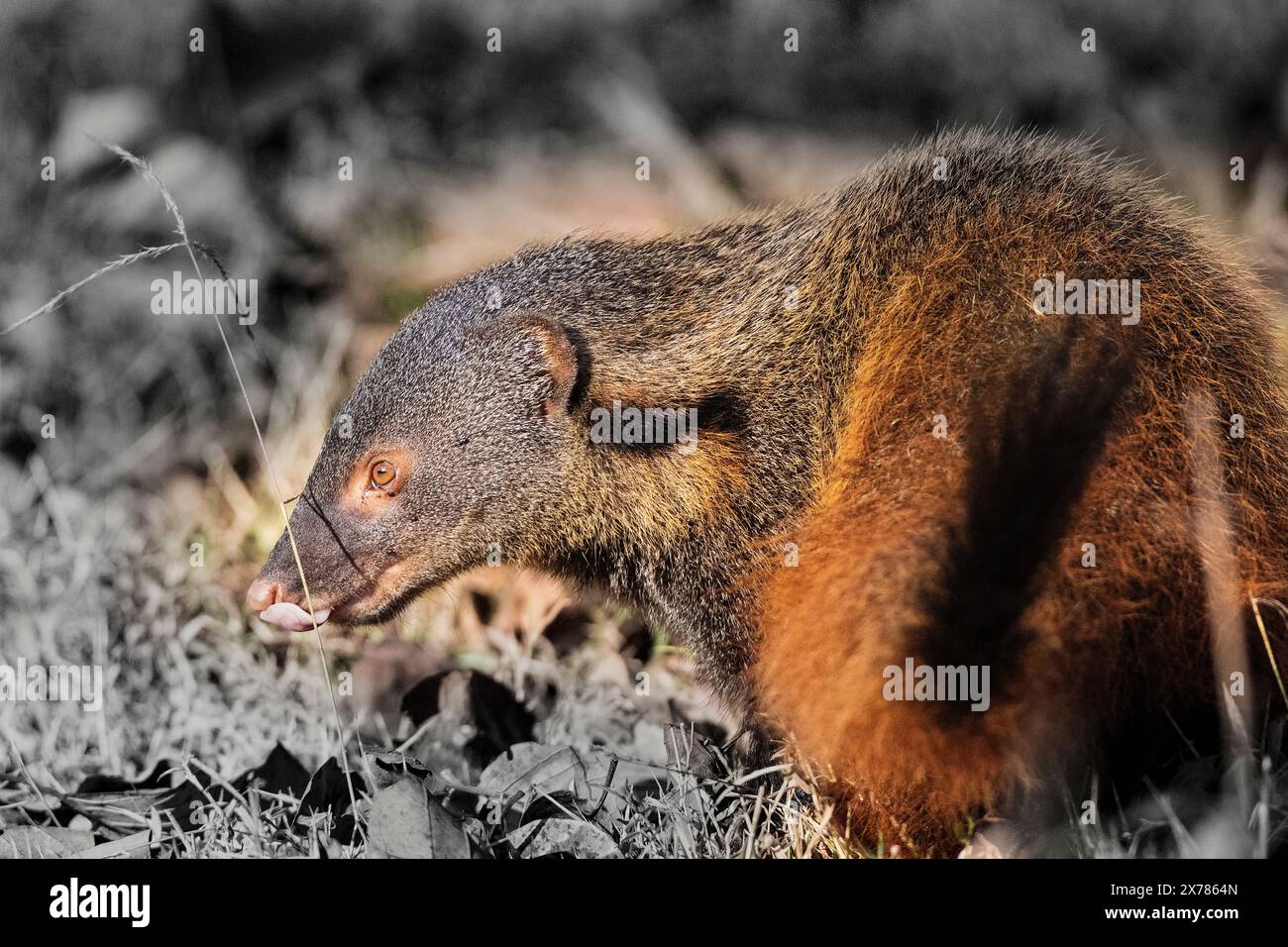 Indian brown mongoose herpestes hi-res stock photography and images - Alamy