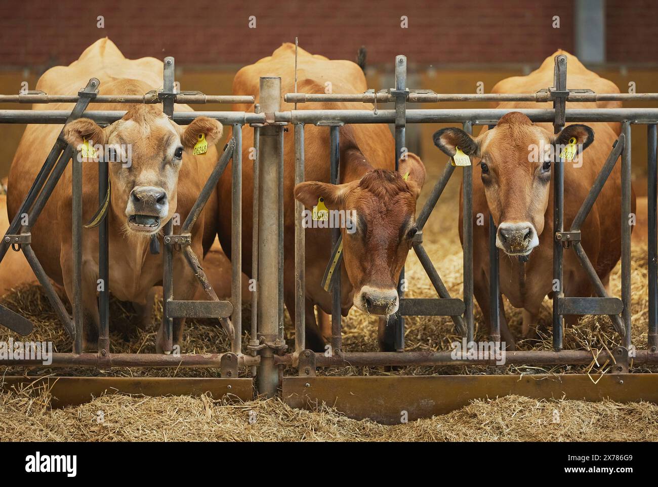 Cute Jersey cows on a farm in Denmark Stock Photo - Alamy