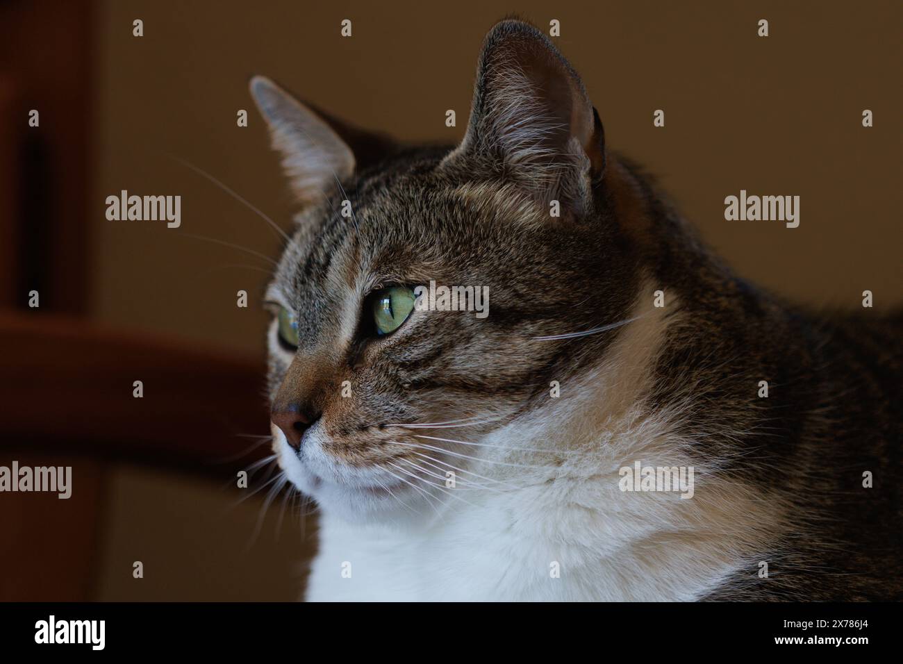 Fat fluffy cat looks out the window at the birds Stock Photo - Alamy