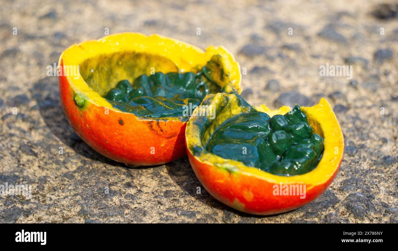 Trichosanthes tricuspidata (Kalayar, Makal, redball snake gourd) fruit ...