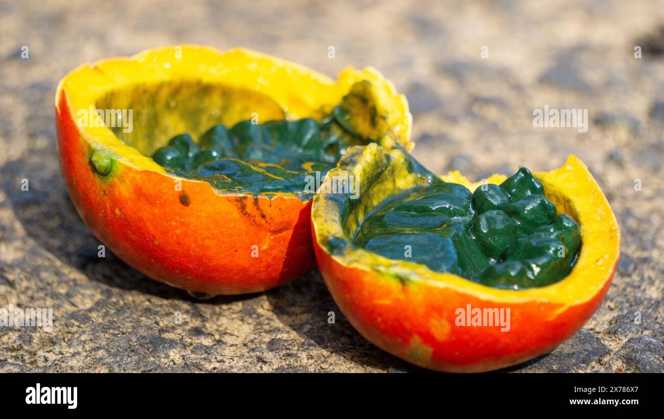 Trichosanthes tricuspidata (Kalayar, Makal, redball snake gourd) fruit ...