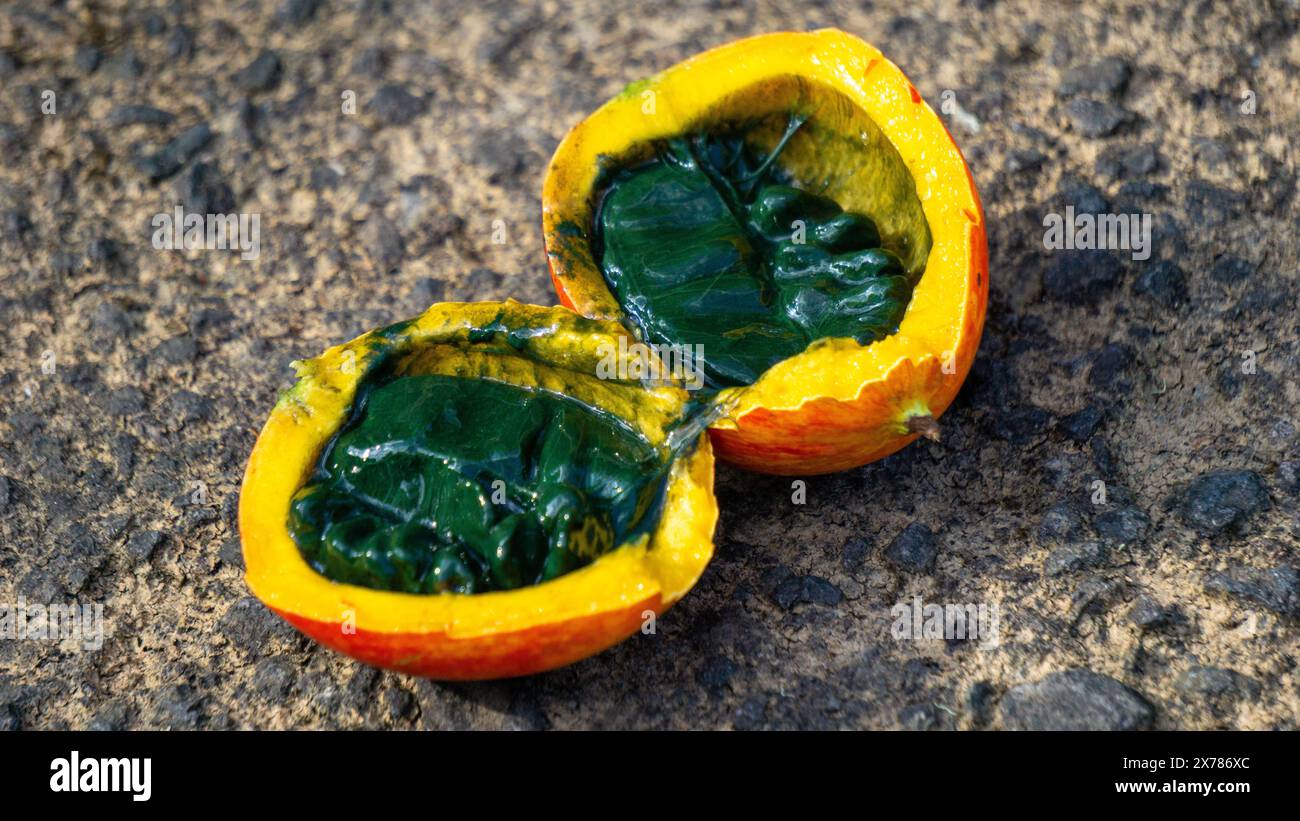 Trichosanthes tricuspidata (Kalayar, Makal, redball snake gourd) fruit ...
