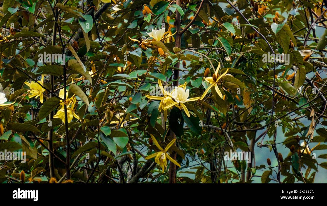 Magnolia doltsopa (Michelia doltsopa, Magnolia excelsa, Michelia ...