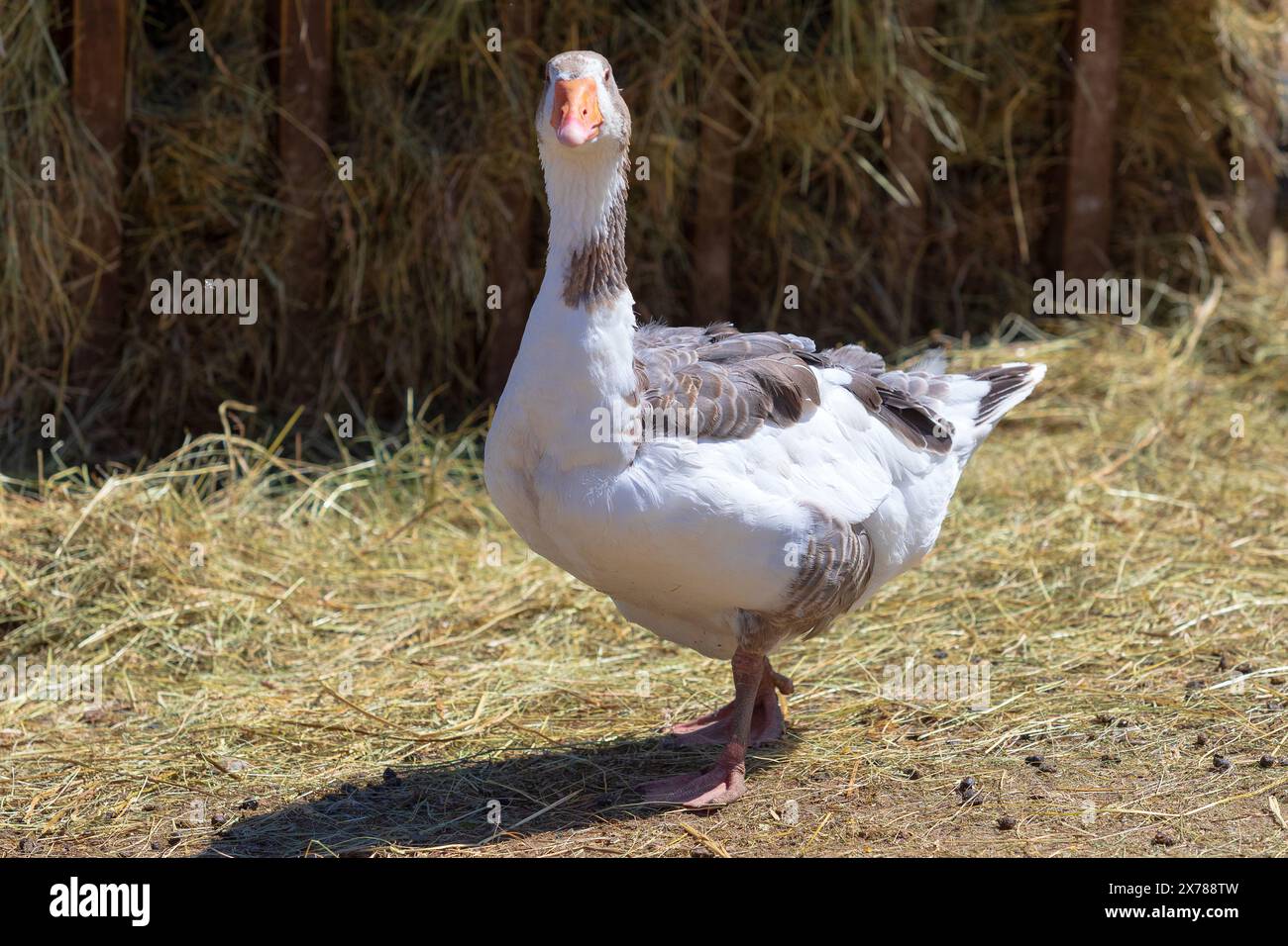 Adult goose in the paddock Stock Photo - Alamy