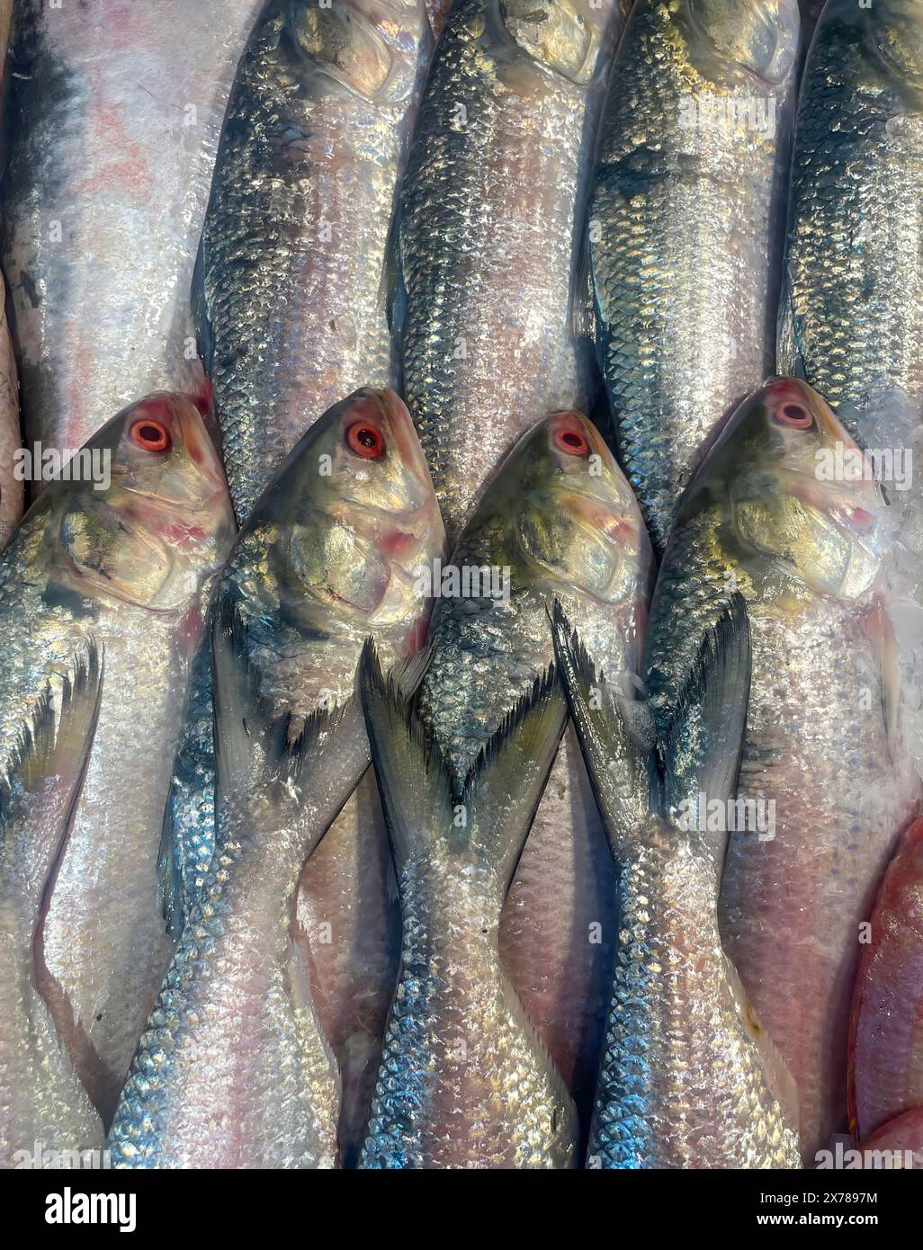Pile of fresh ilish fish.this photo was taken from bangladesh Stock ...