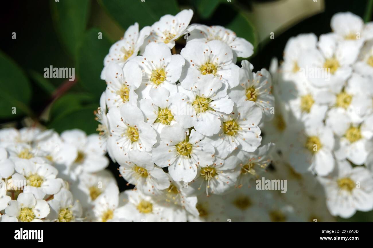 Spiraea Wangutta flowers summer flowering bush clusters of small ...