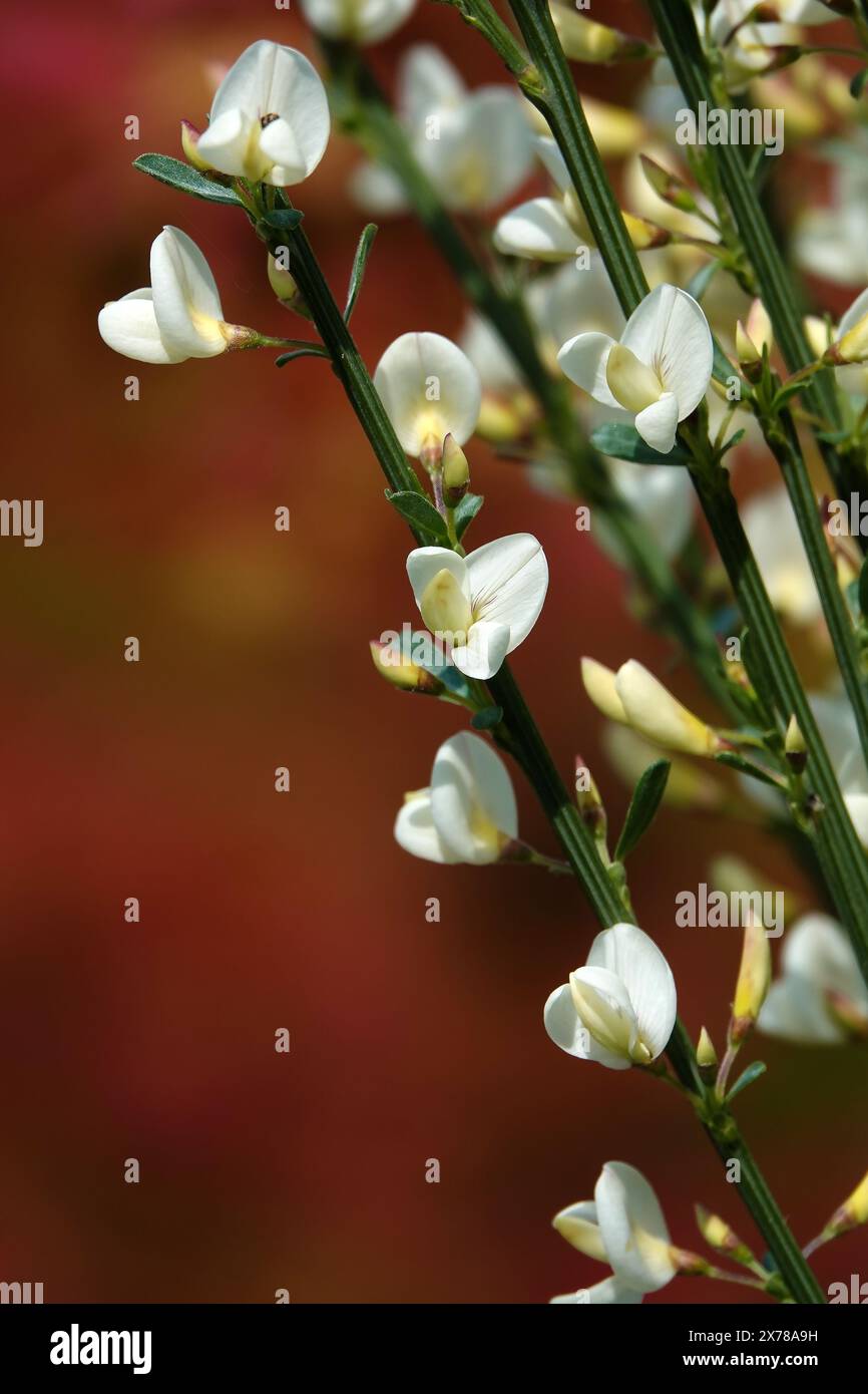 The early broom plant with white flowers is a perennial plant, a lush ...
