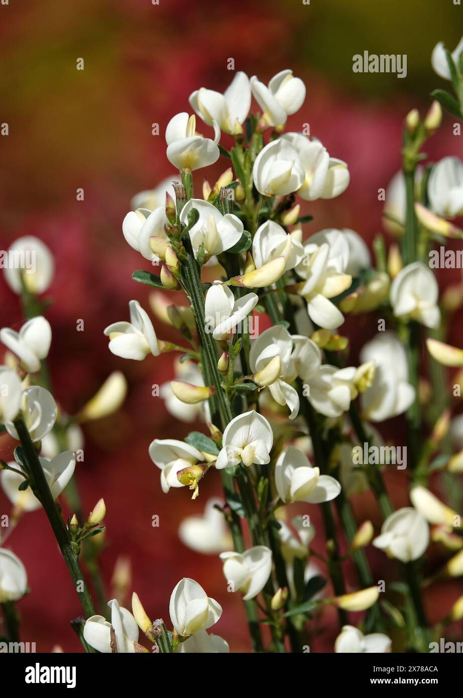 The early broom plant with white flowers is a perennial plant, a lush ...