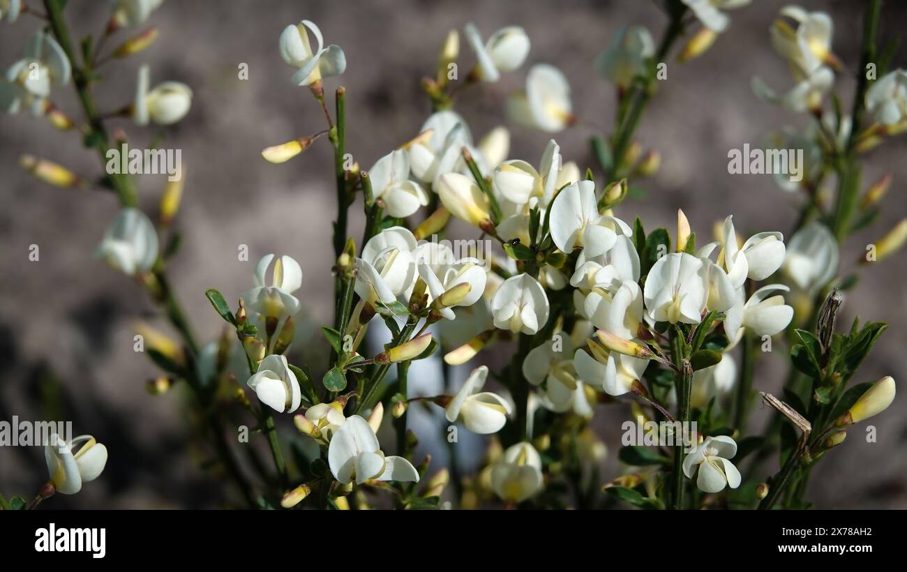 The early broom plant with white flowers is a perennial plant, a lush ...