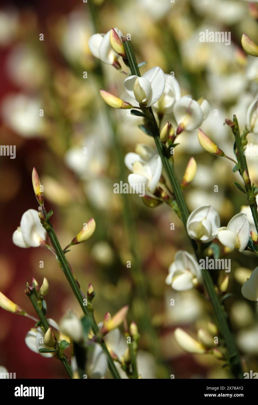 The early broom plant with white flowers is a perennial plant, a lush ...