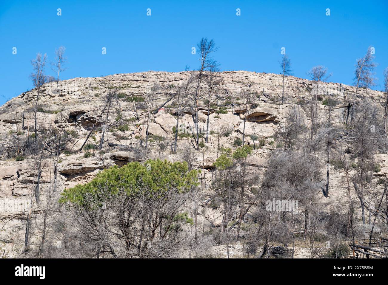 Deforestation, forest clearance, after wildfire, Catalonis, Spain Stock ...