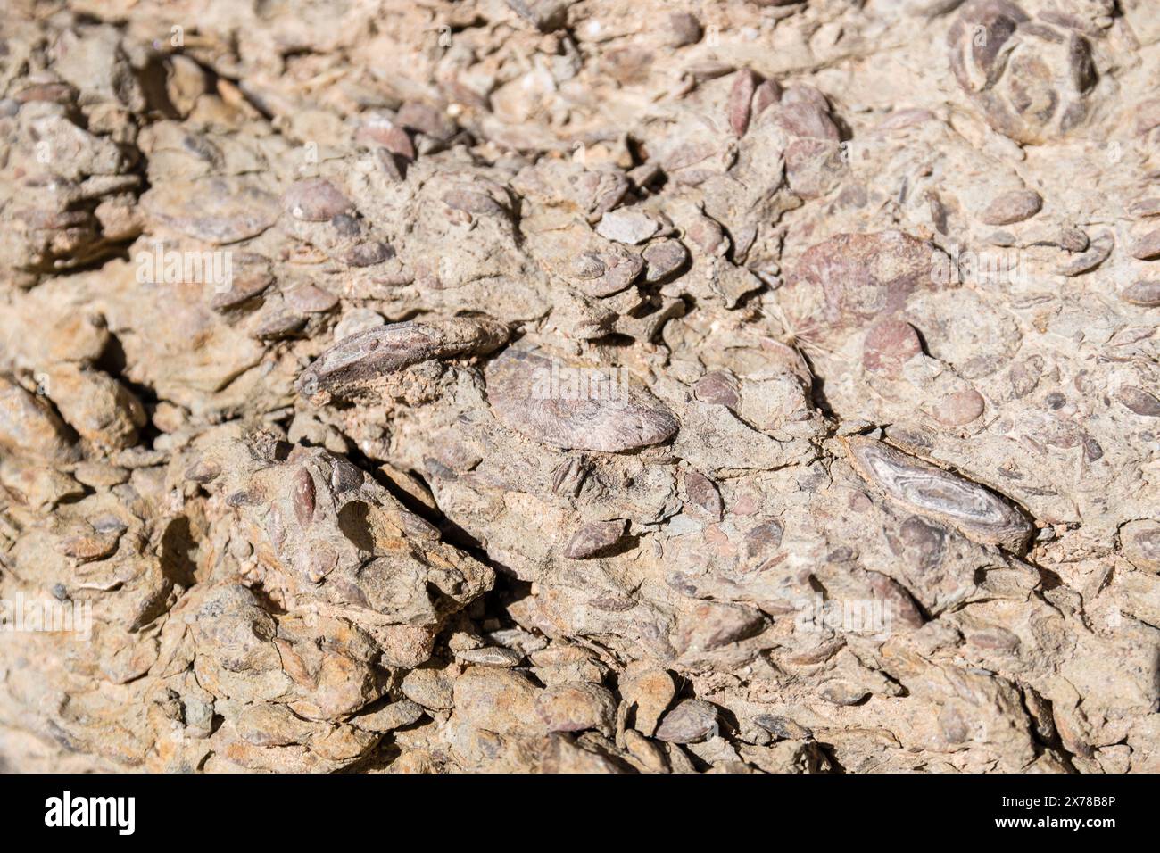 Nummulites hi-res stock photography and images - Alamy