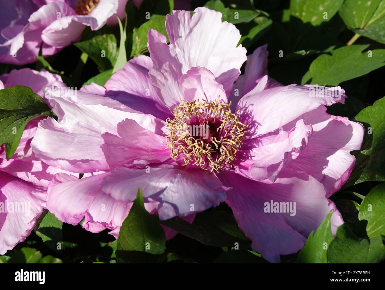 The Peony Roca flower or Tree Peony is a perennial plant, the Peony ...