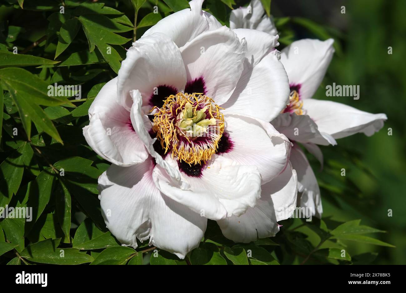 The Peony Roca flower or Tree Peony is a perennial plant, the Peony ...