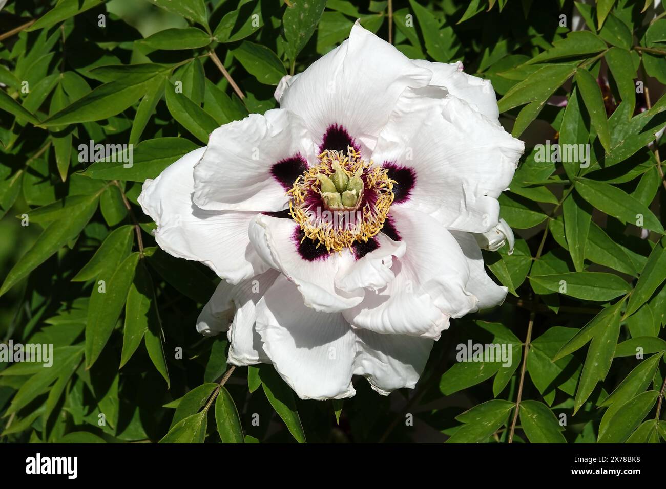 Tree peonies hi-res stock photography and images - Alamy