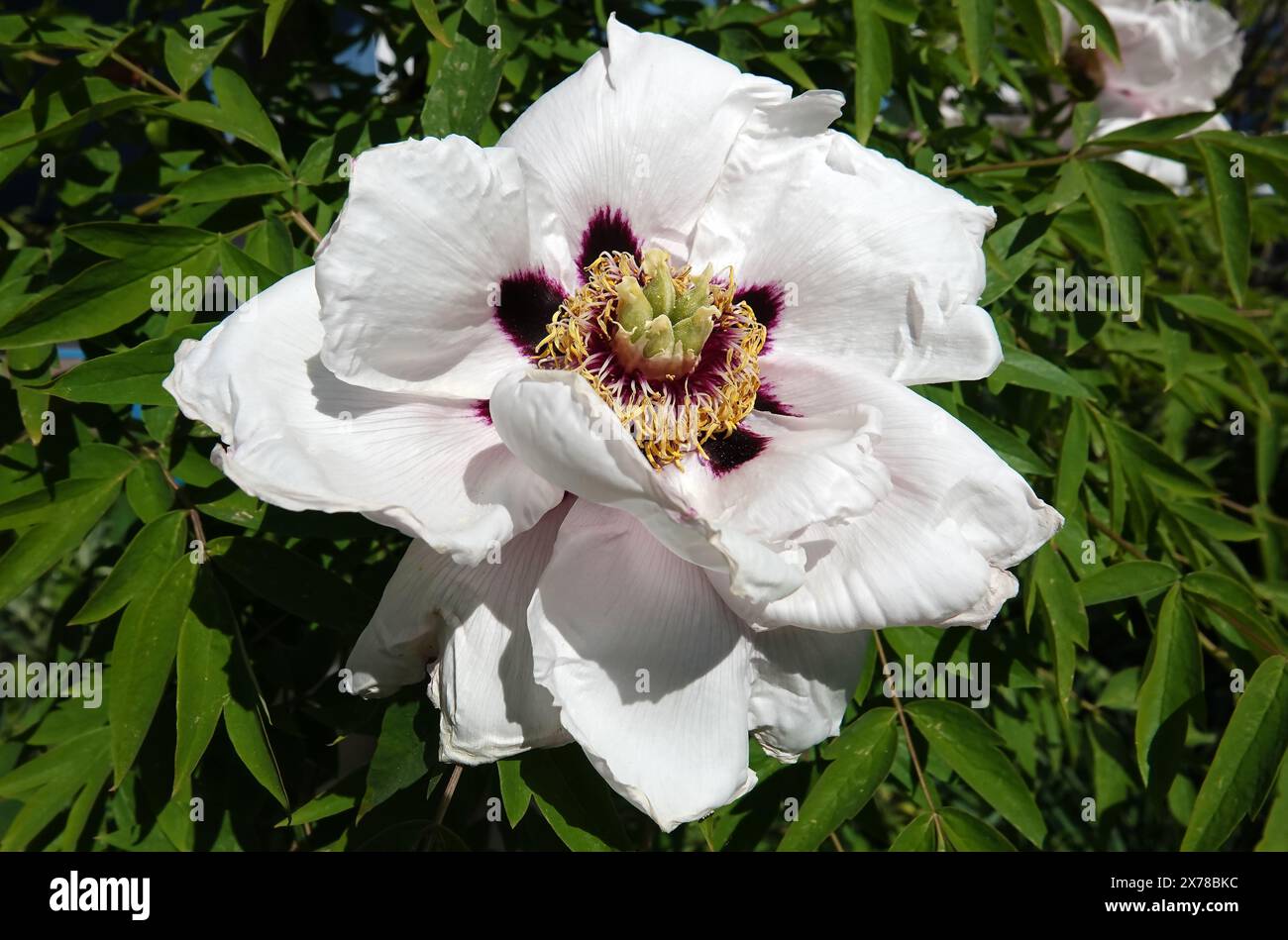 The Peony Roca flower or Tree Peony is a perennial plant, the Peony ...
