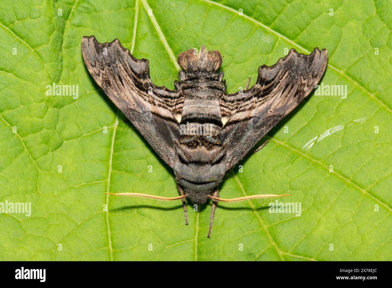 Abbott's Sphinx Moth - Sphecodina abbottii Stock Photo - Alamy