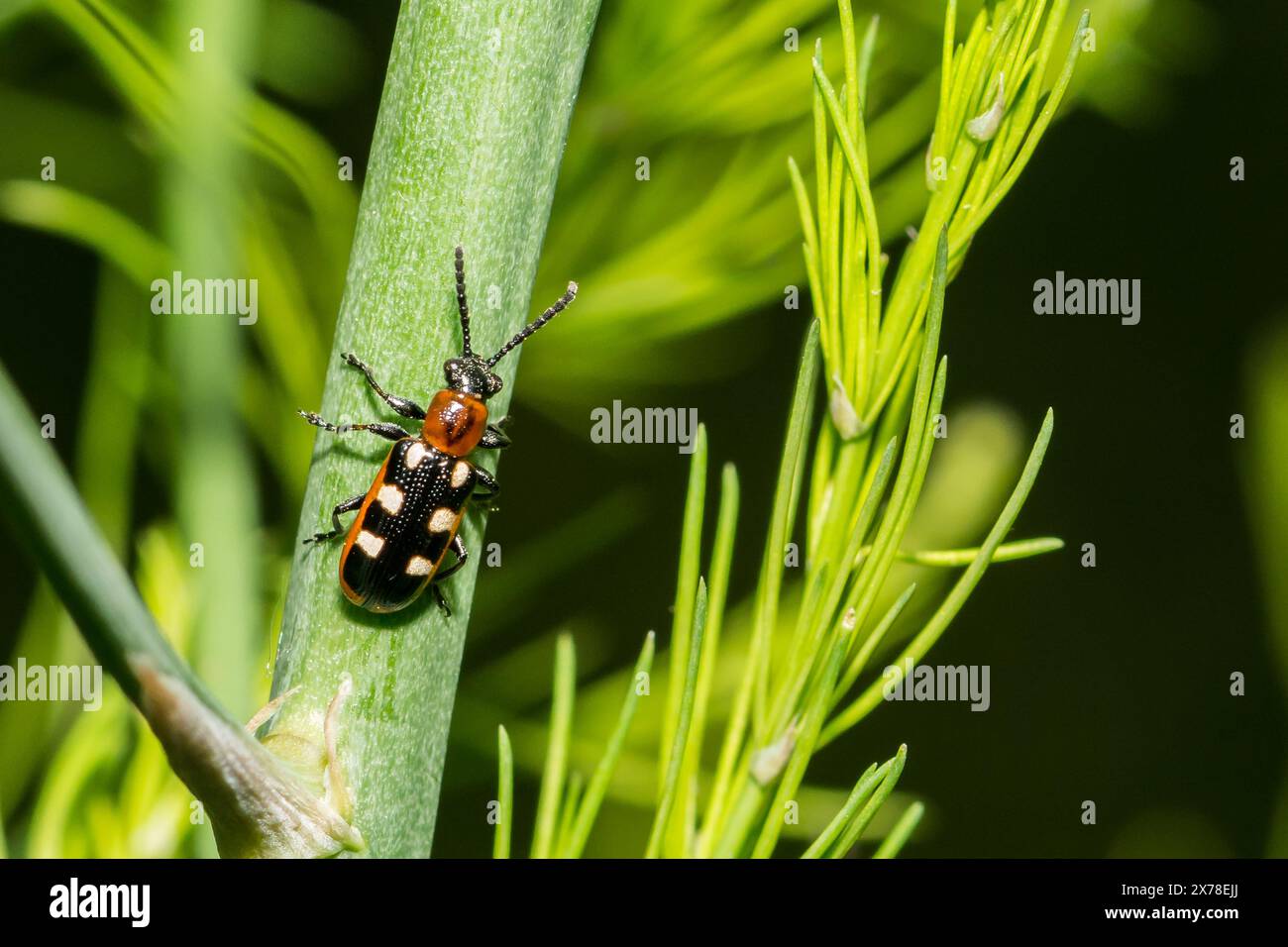 Common Asparagus Beetle - Crioceris asparagi Stock Photo - Alamy