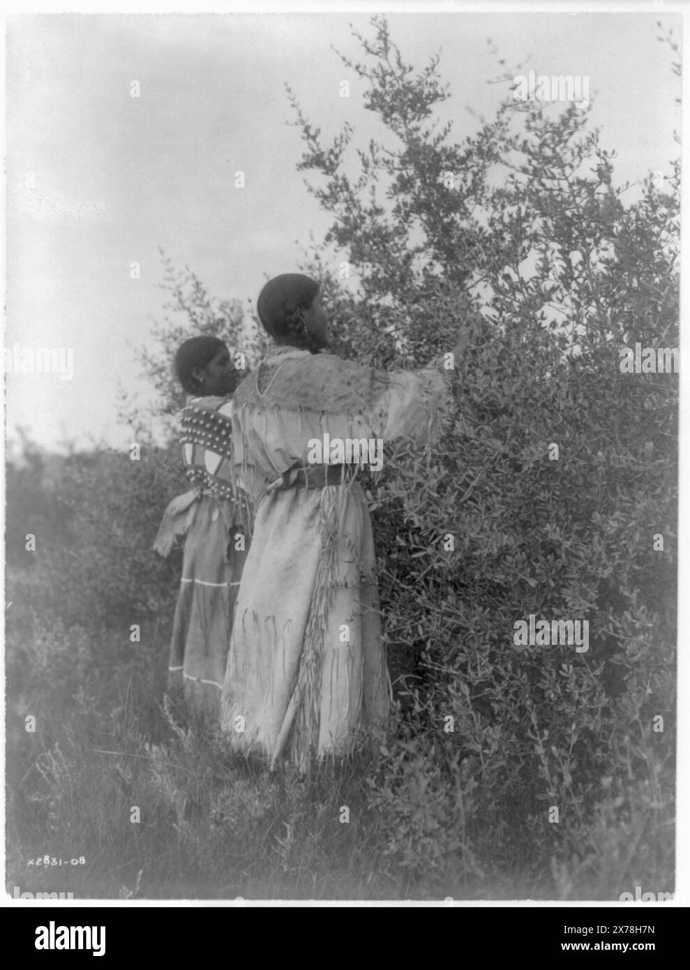 Buffalo berry gatherers Mandan, Curtis no. 2831-08., Forms part of ...