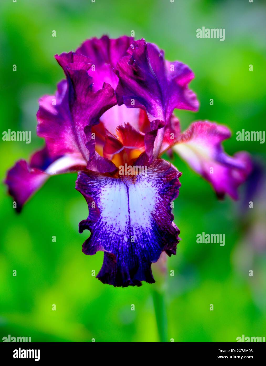 Single purple Iris bloom against a green background Stock Photo - Alamy