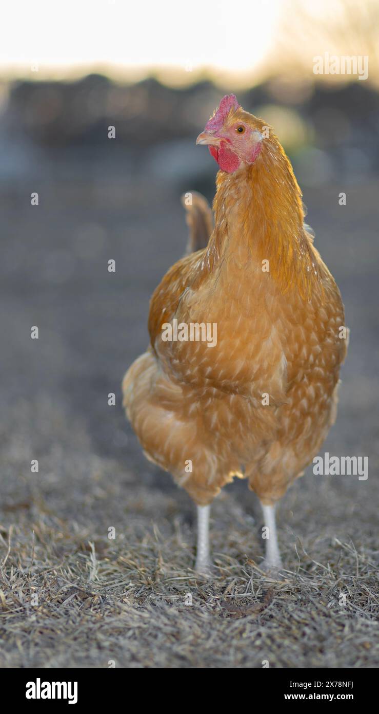 Free ranging buff Orpington chicken hen on a wintr pasture in North ...