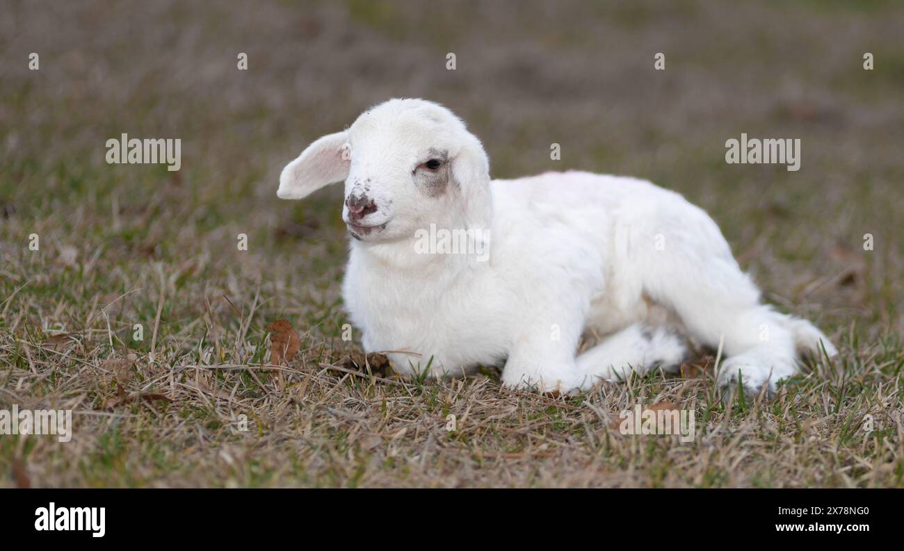Very young sheep lamb that looks innocent while laying on a grassy ...