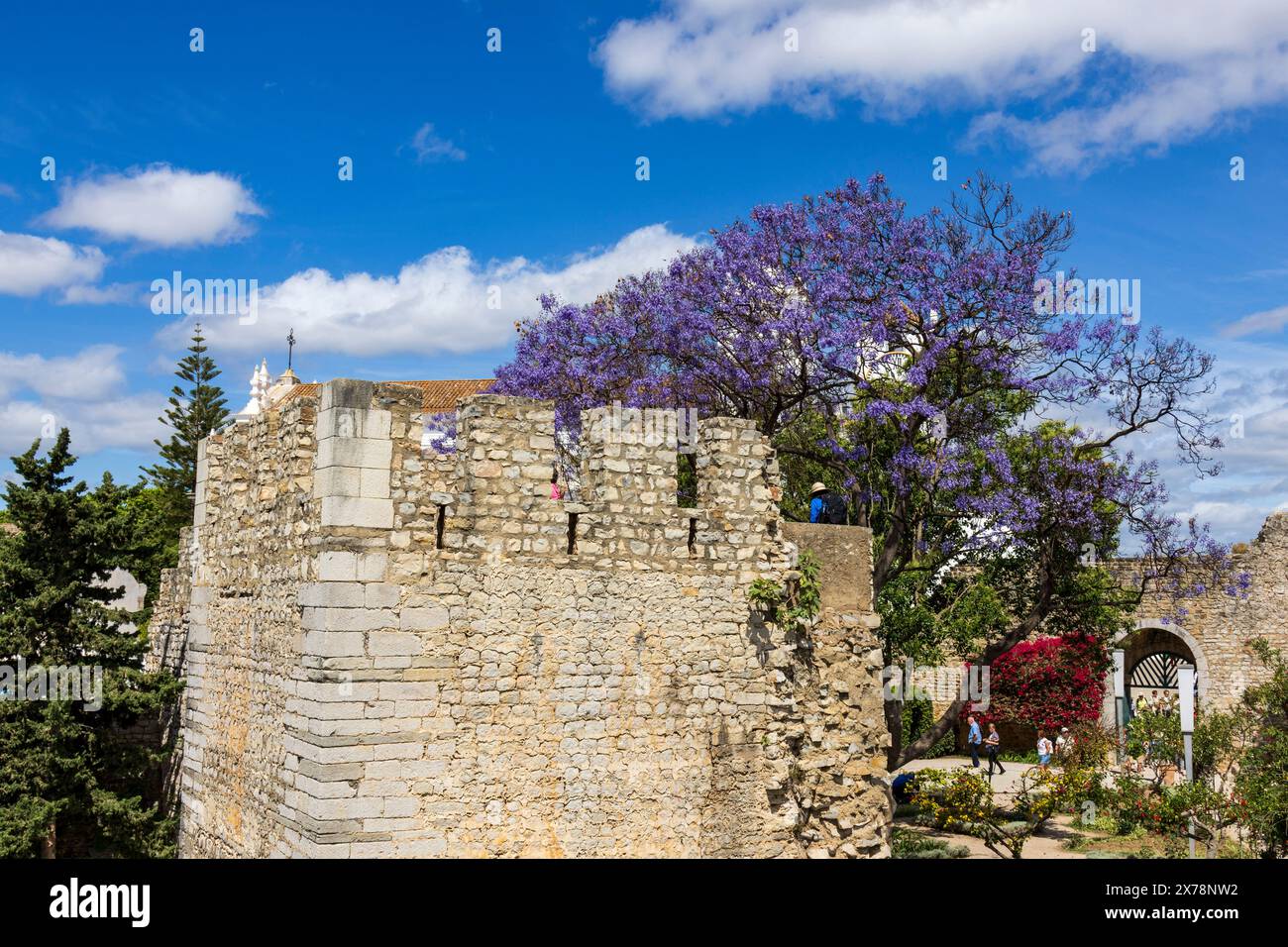 Jacaranda tree (Jacaranda mimosifolia), Castelo de Tavira, of Tavira ...