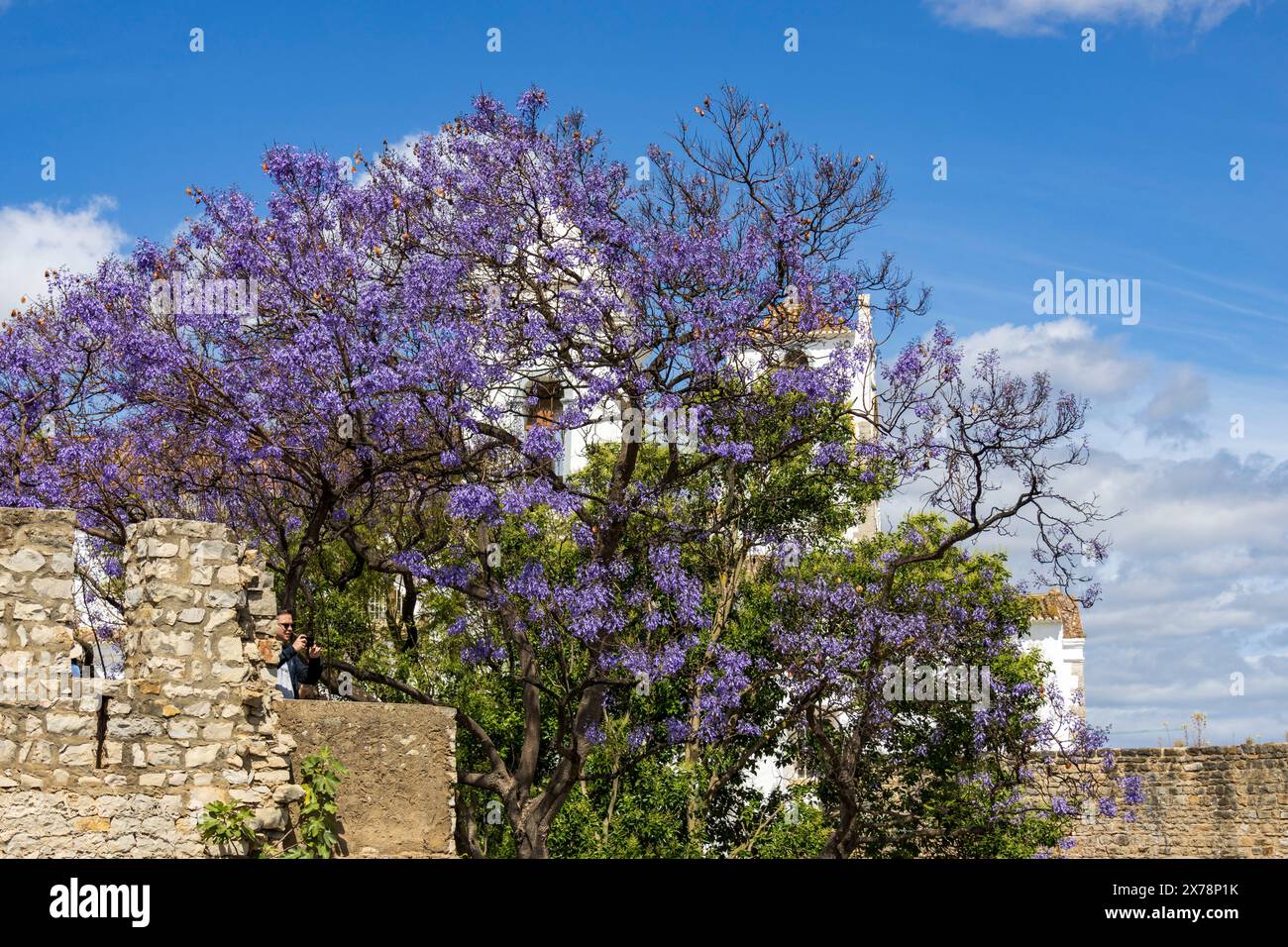 Jacaranda tree (Jacaranda mimosifolia), Castelo de Tavira, Tavira ...