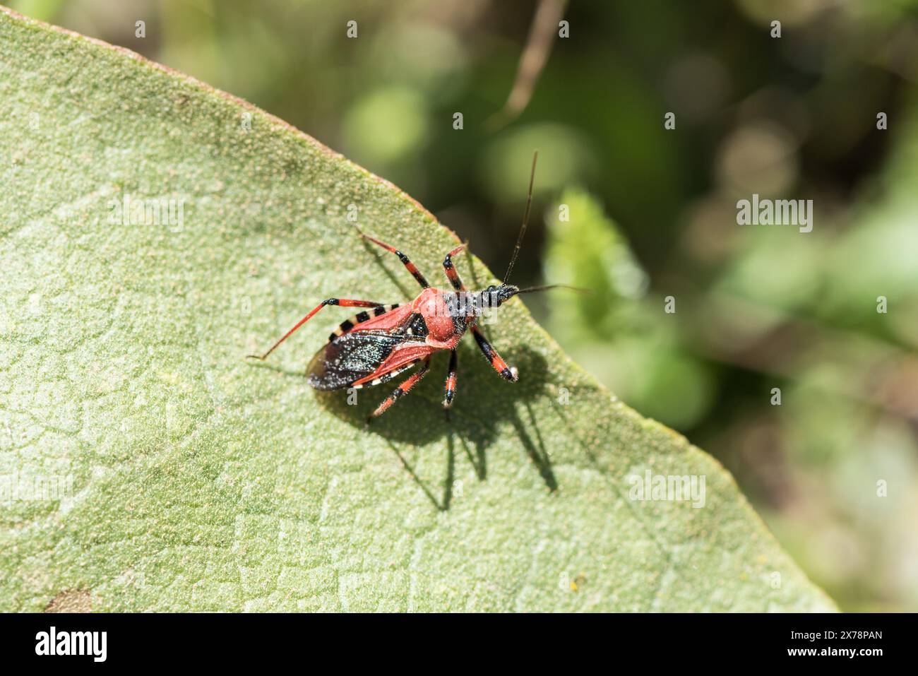 Assassin Bug (Rhynocoris iracundus) on a leaf in Ortaca Canyon, Turkiye ...